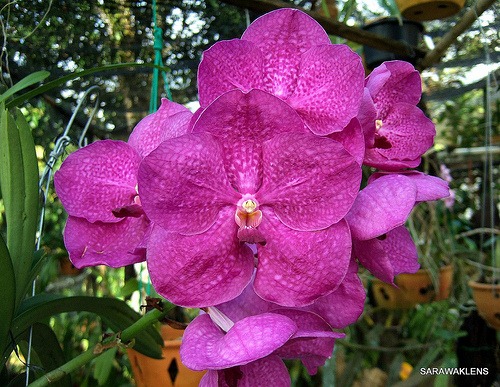Sarawak Lens: Vanda Pure’s Magic and Vanda Pachara Delight